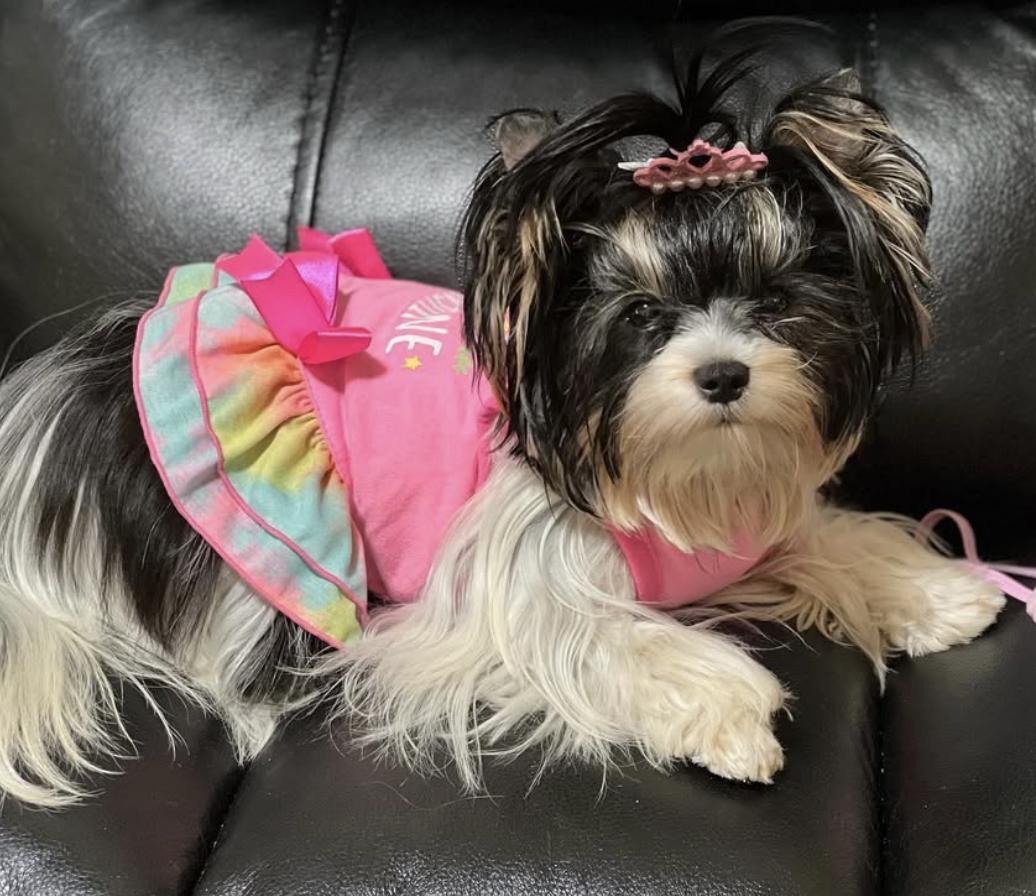 Lozado’s Biewers in Connecticut | Biewer Terrier puppies | Good Dog