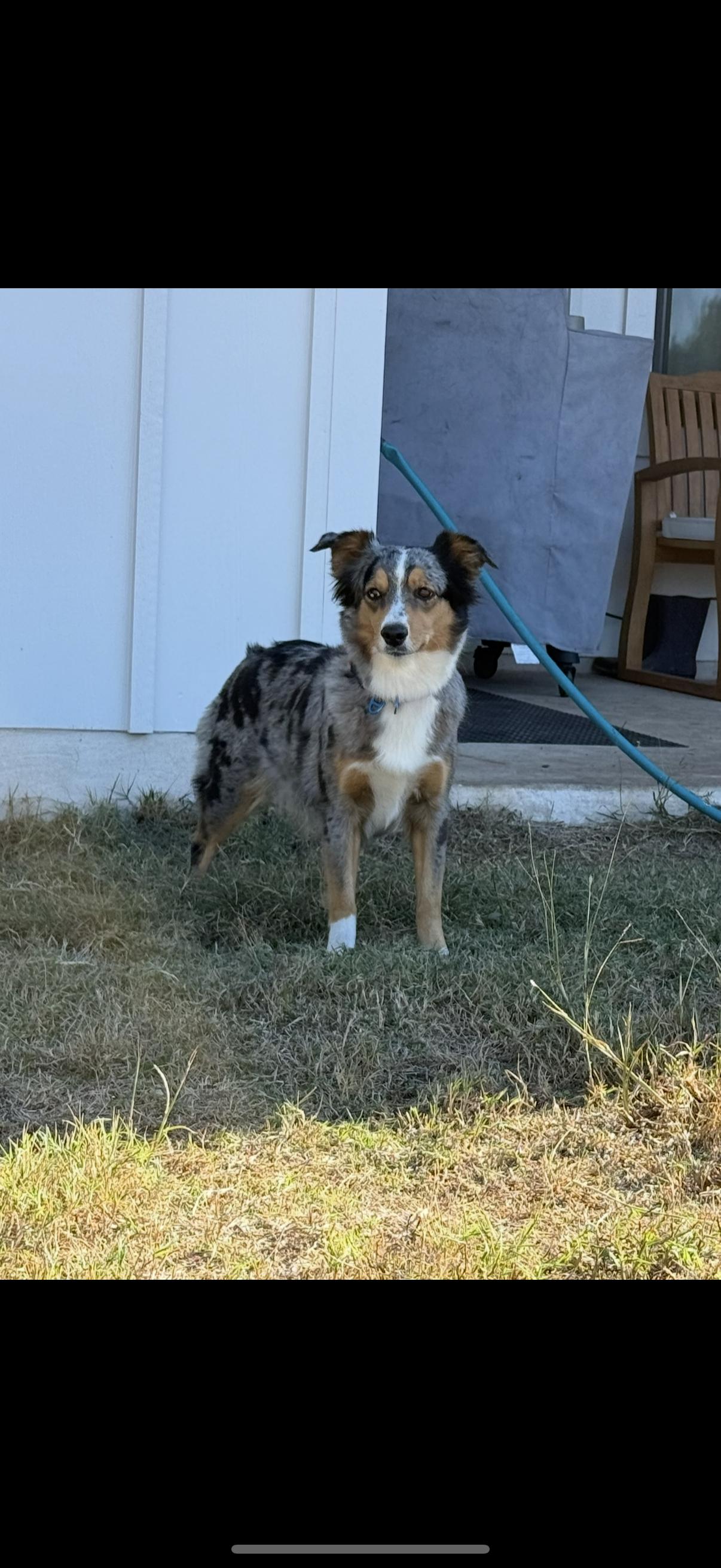 Dripping Springs Mini Aussies in Texas | Miniature Australian Shepherd ...