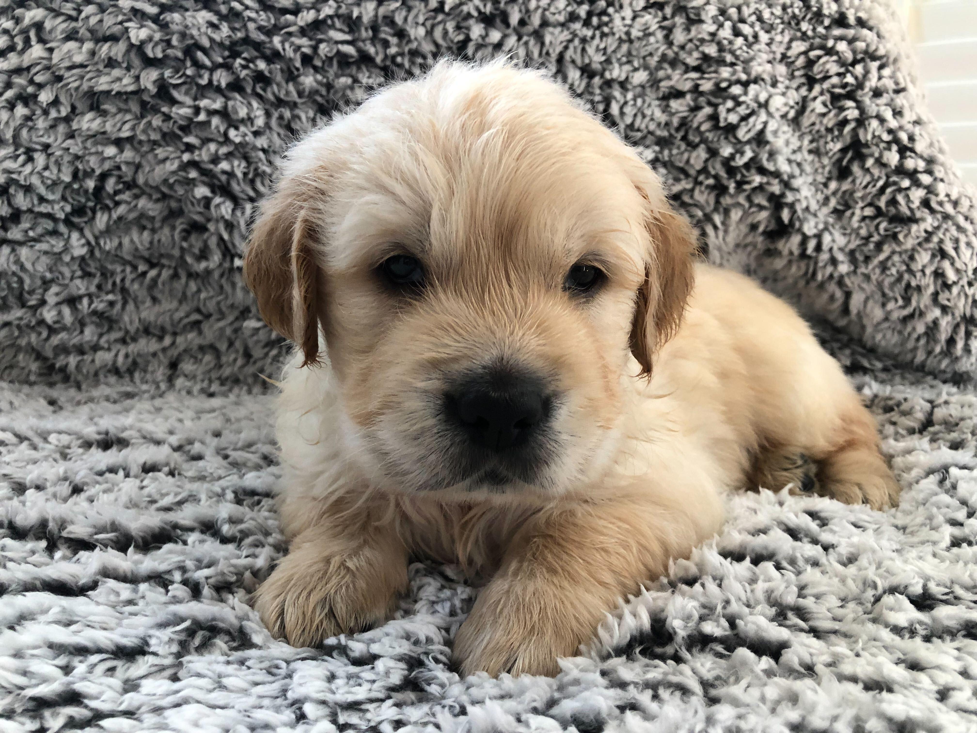 Sherrie's Goldens in South Carolina | Golden Retriever puppies | Good Dog