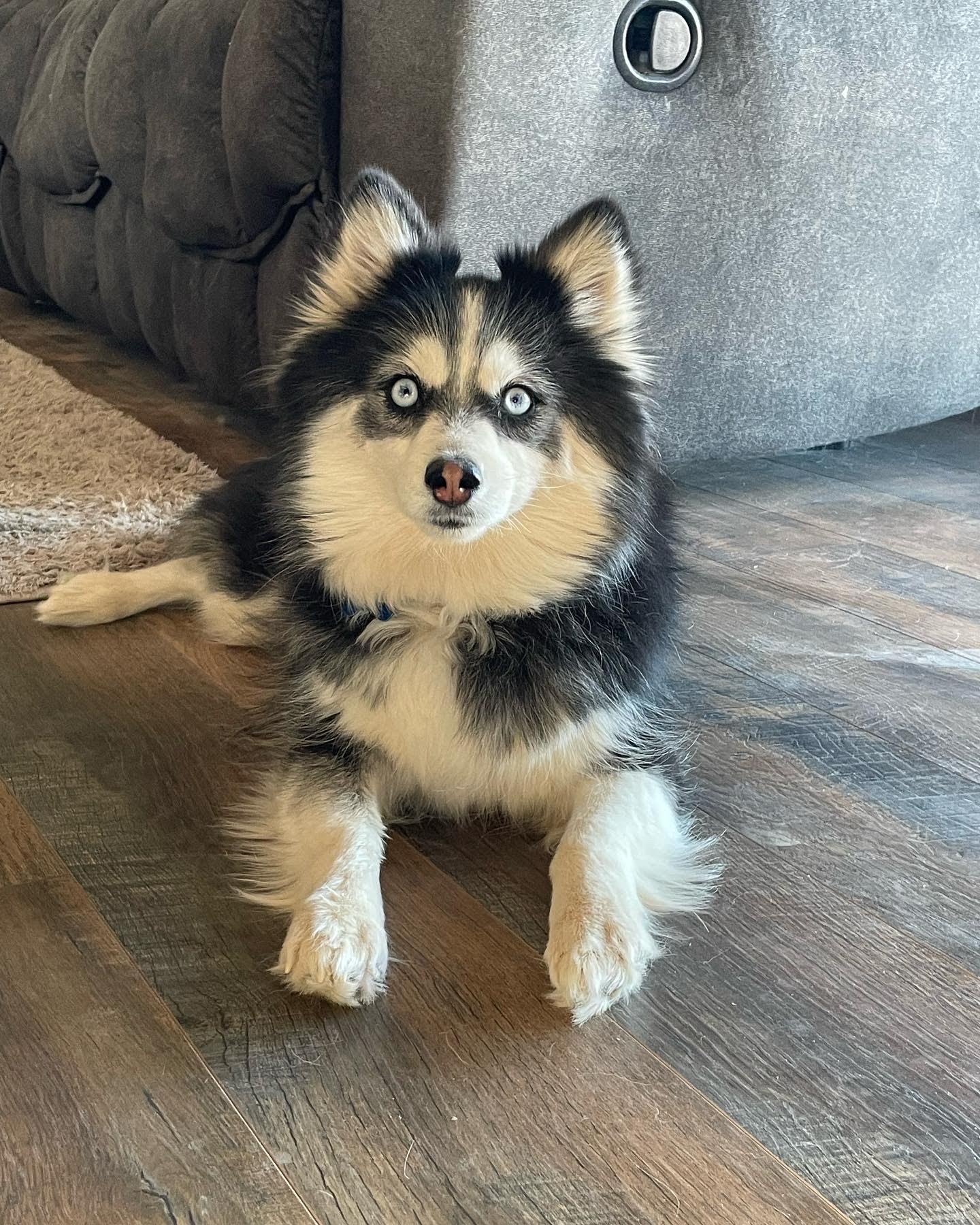 Mingus Mountain Pomskys in Arizona | Pomsky puppies | Good Dog