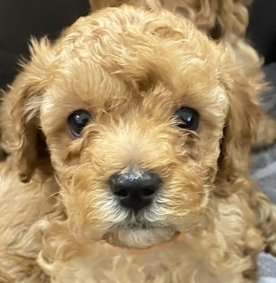 Pawsh Puppies in California | Cavapoo puppies | Good Dog