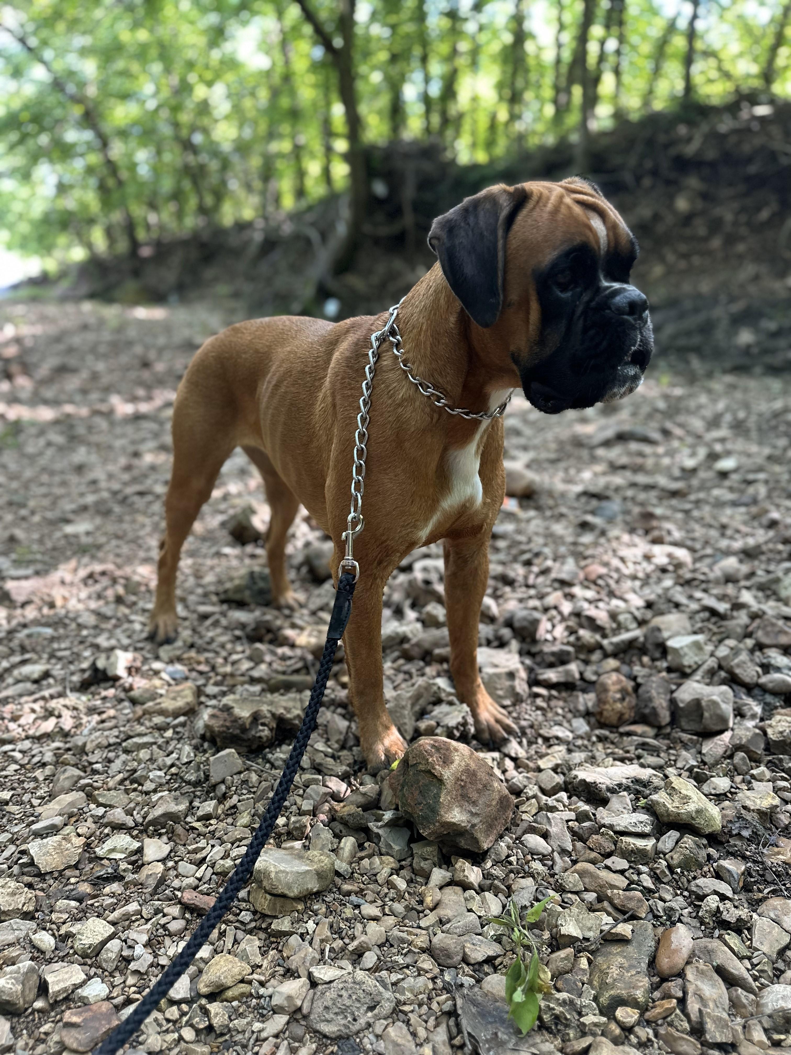 Grand Lake Boxers in Missouri | Boxer puppies | Good Dog
