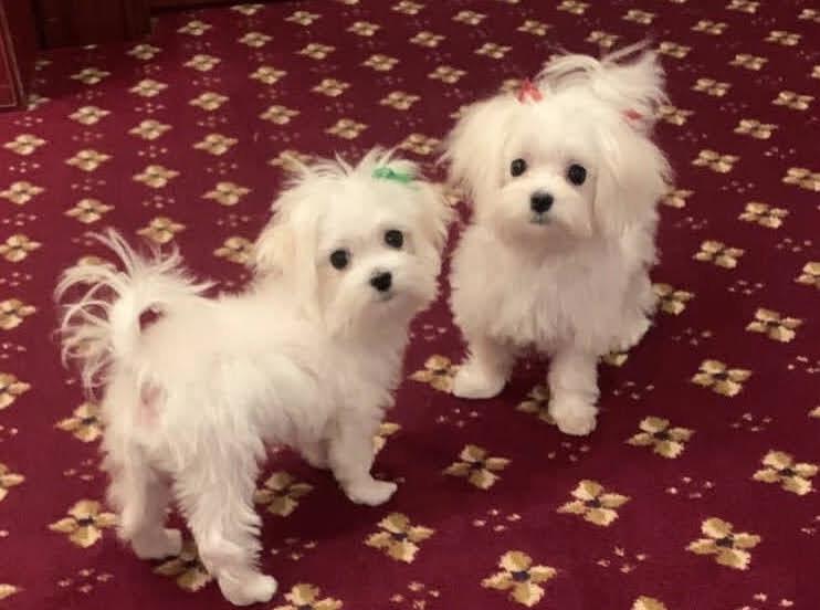 Maltese of Oak Grove in North Carolina | Maltese puppies | Good Dog