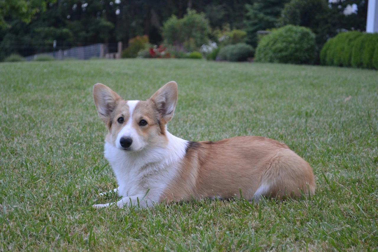 Red Wagon Farm in Oregon | Pembroke Welsh Corgi puppies | Good Dog