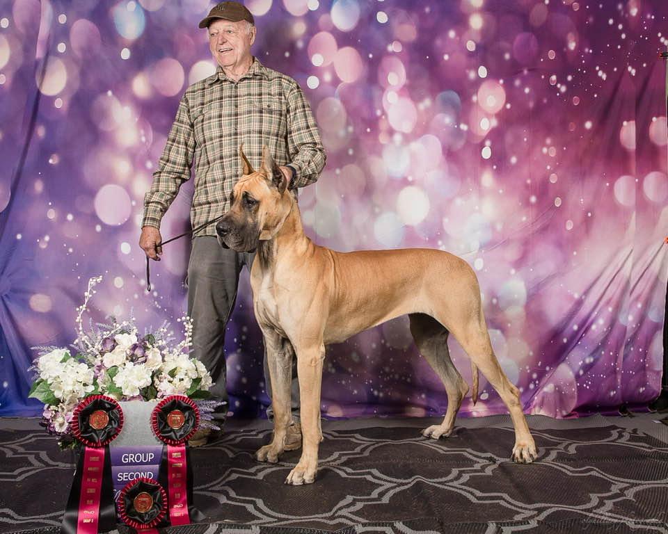 Mount Hood Danes in Oregon | Great Dane puppies | Good Dog