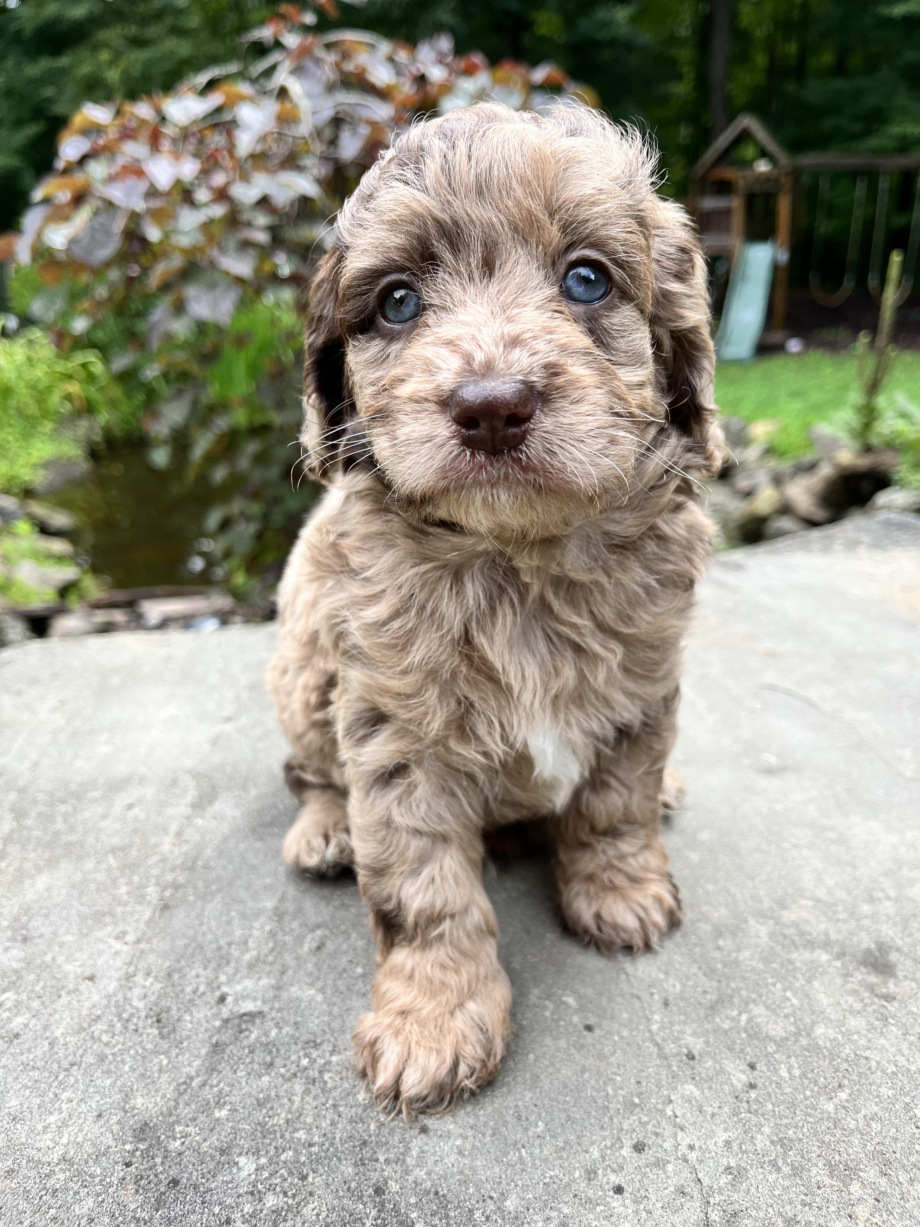 Darling Doodles of Licking County in Ohio | Goldendoodle puppies | Good Dog