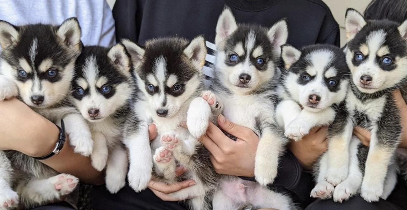 Big Sky Pomskies in Montana | Pomsky puppies | Good Dog