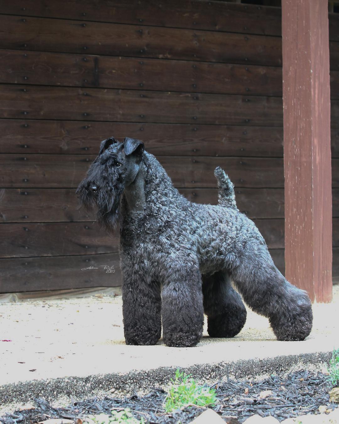BlueAire in Tennessee | Kerry Blue Terrier puppies | Good Dog