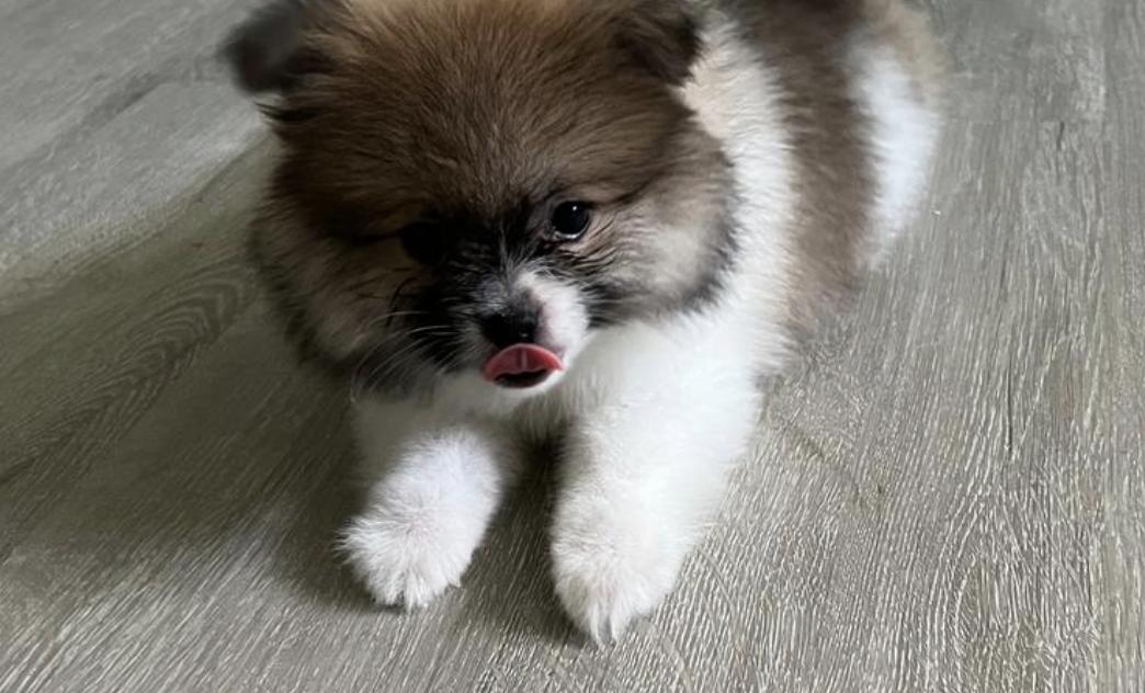 Michelle’s Posh Pomsky in Missouri | Pomeranian and Pomsky puppies ...
