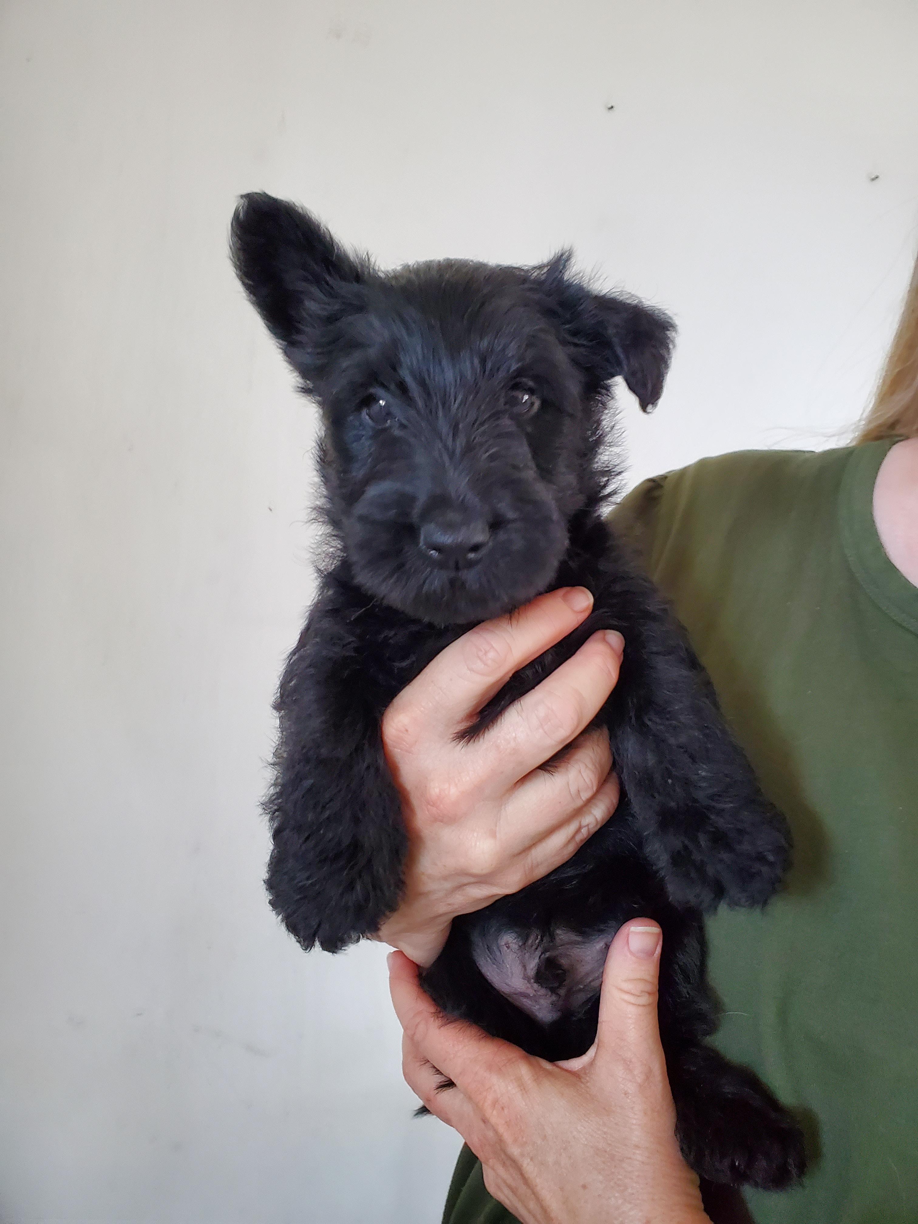 Hyland Lake Scotties in Utah | Scottish Terrier puppies | Good Dog