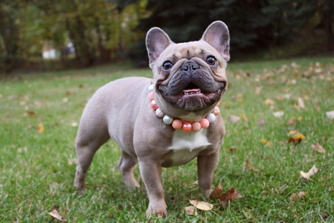 Northern Ridge Retrievers & The Frenchie Babes in Alaska | French ...