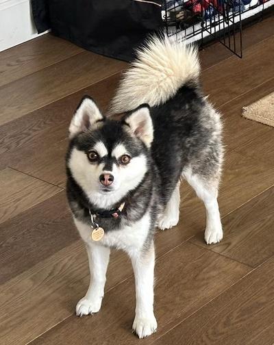 High Sierra Pomsky in Nevada | Pomsky puppies | Good Dog