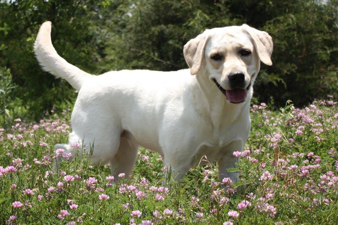 Castle Hills Labradors in Texas | Labrador Retriever puppies | Good Dog