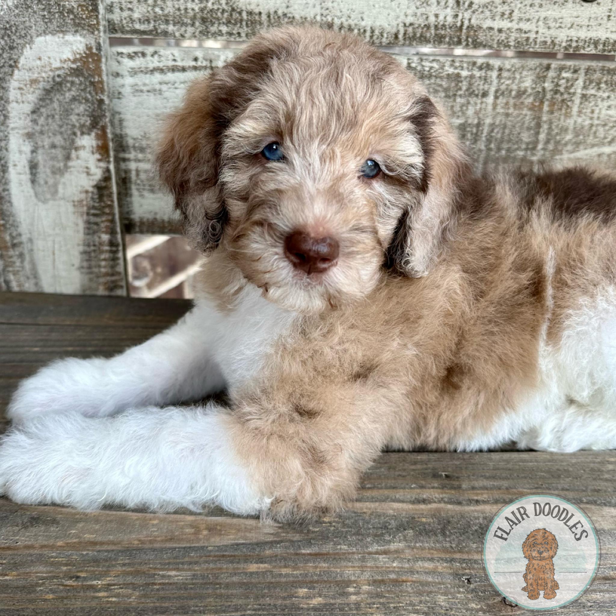 Flair Doodles in Texas | Goldendoodle puppies | Good Dog