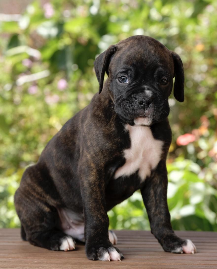 Barrow’s Boxers in California | Boxer puppies | Good Dog