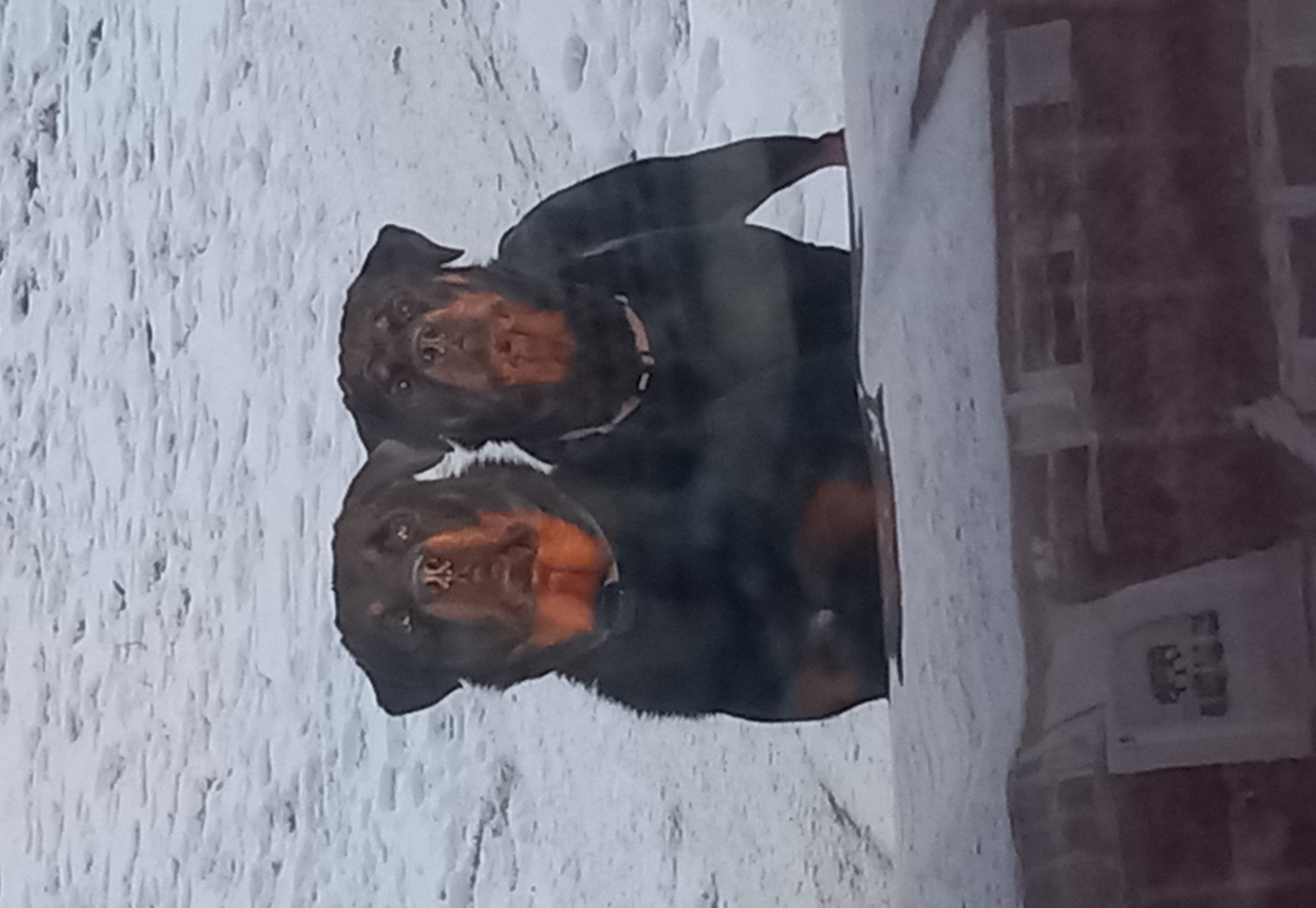 B&B Rotti in New Hampshire | Rottweiler puppies | Good Dog