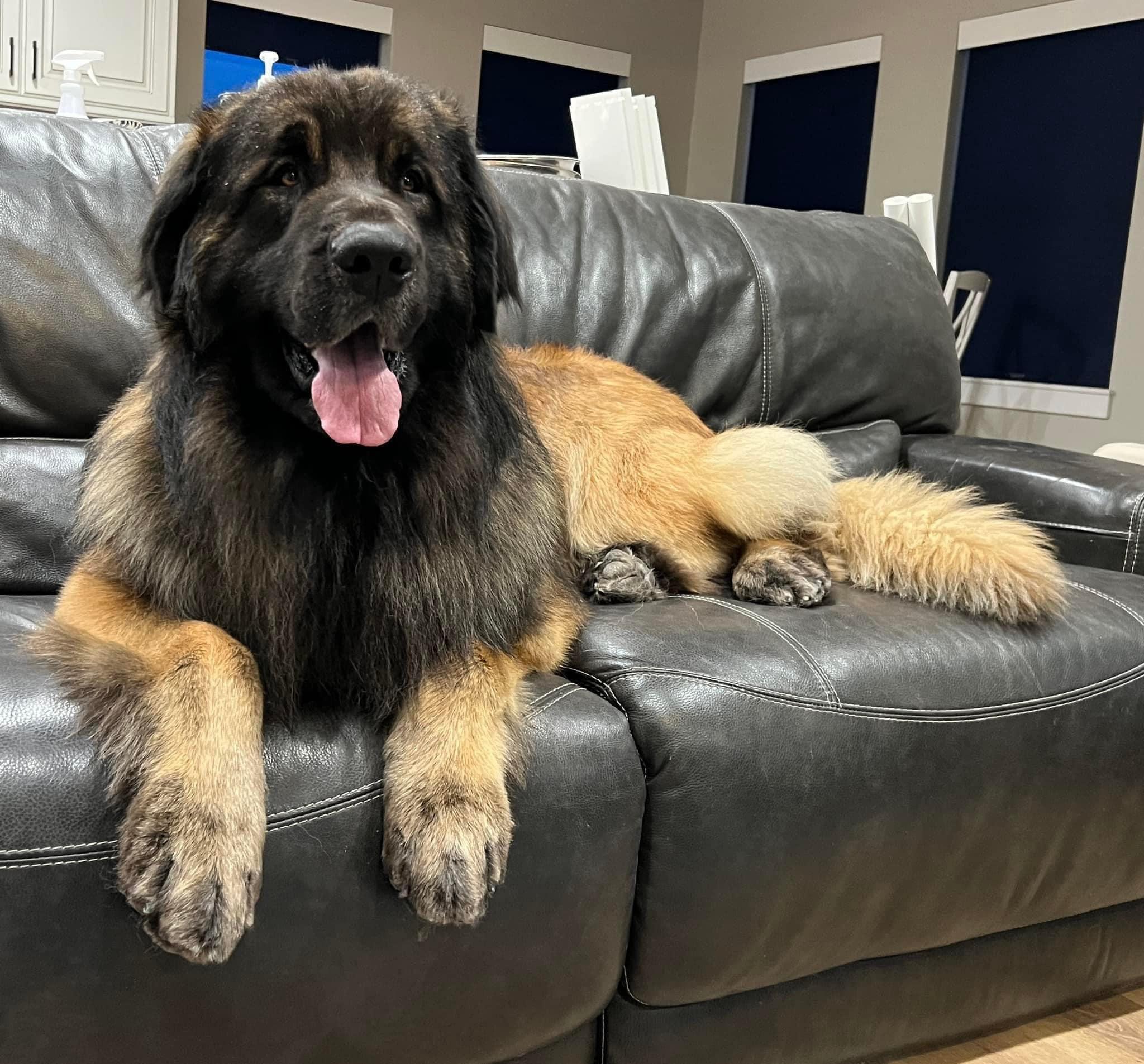 Leo Fidelis Leonbergers in Utah | Leonberger puppies | Good Dog
