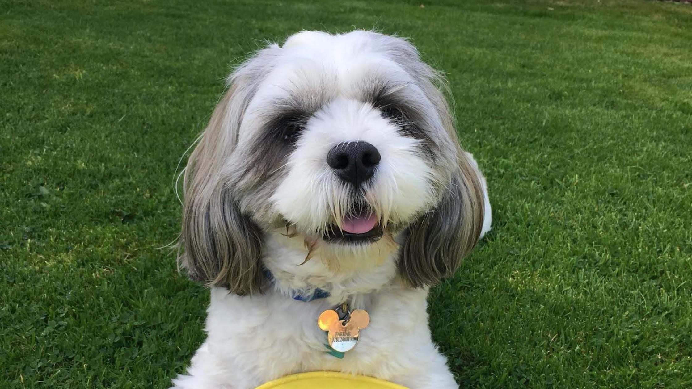 #1 Guide to Health Testing — Cavatzu | Good Dog
