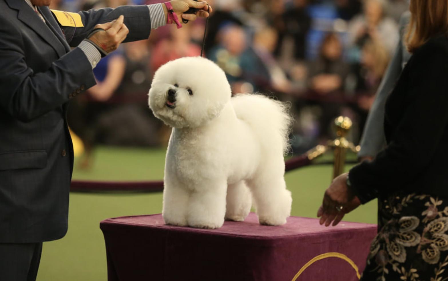 CHEZ CHAMONIX BICHONS in New Jersey | Bichon Frise puppies | Good Dog