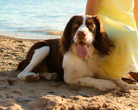 Eden Springers in New York | English Springer Spaniel puppies | Good Dog