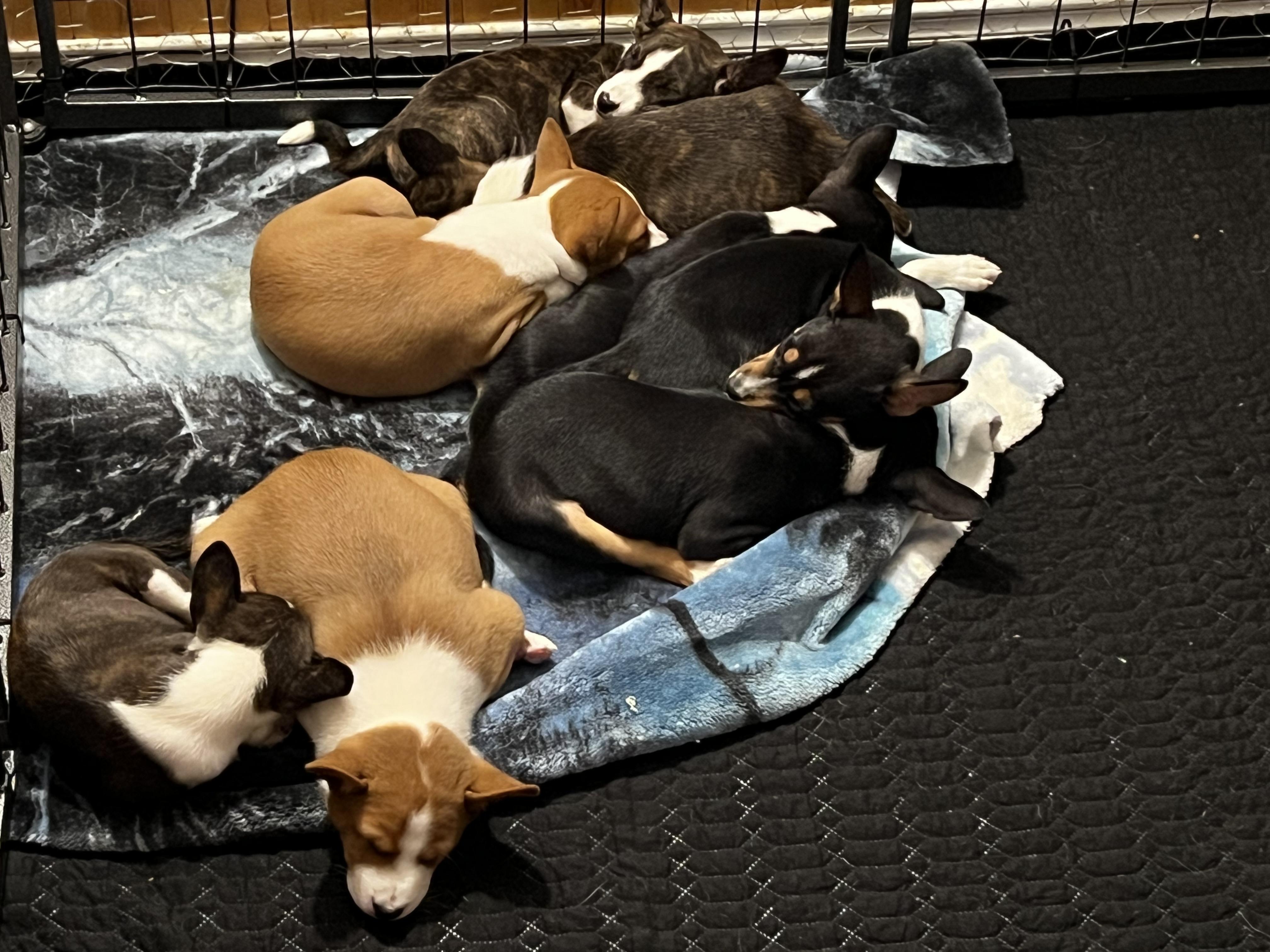 Skywalker Basenjis in New York | Basenji puppies | Good Dog
