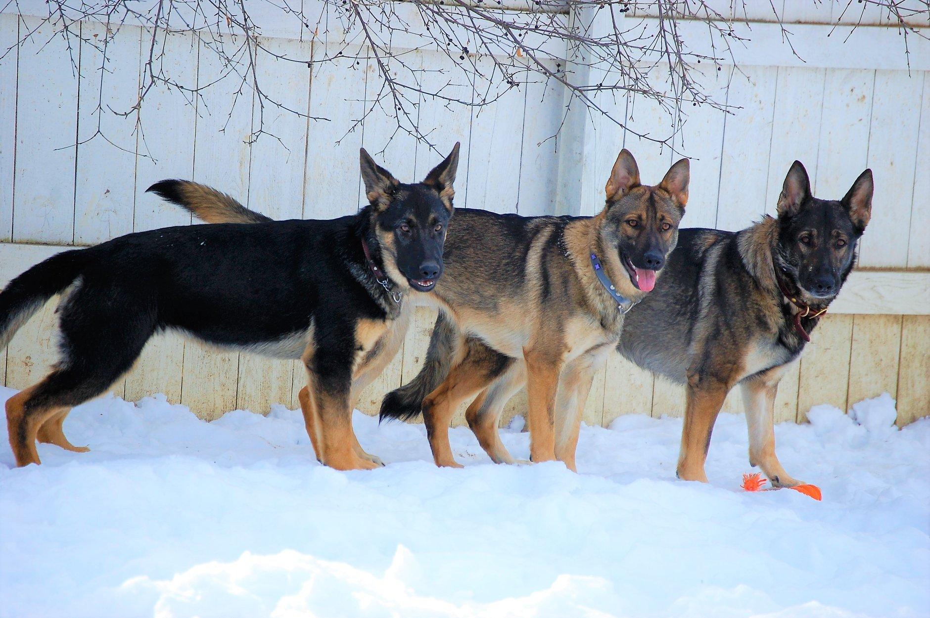 von den Sturmfalken in New York | German Shepherd puppies | Good Dog