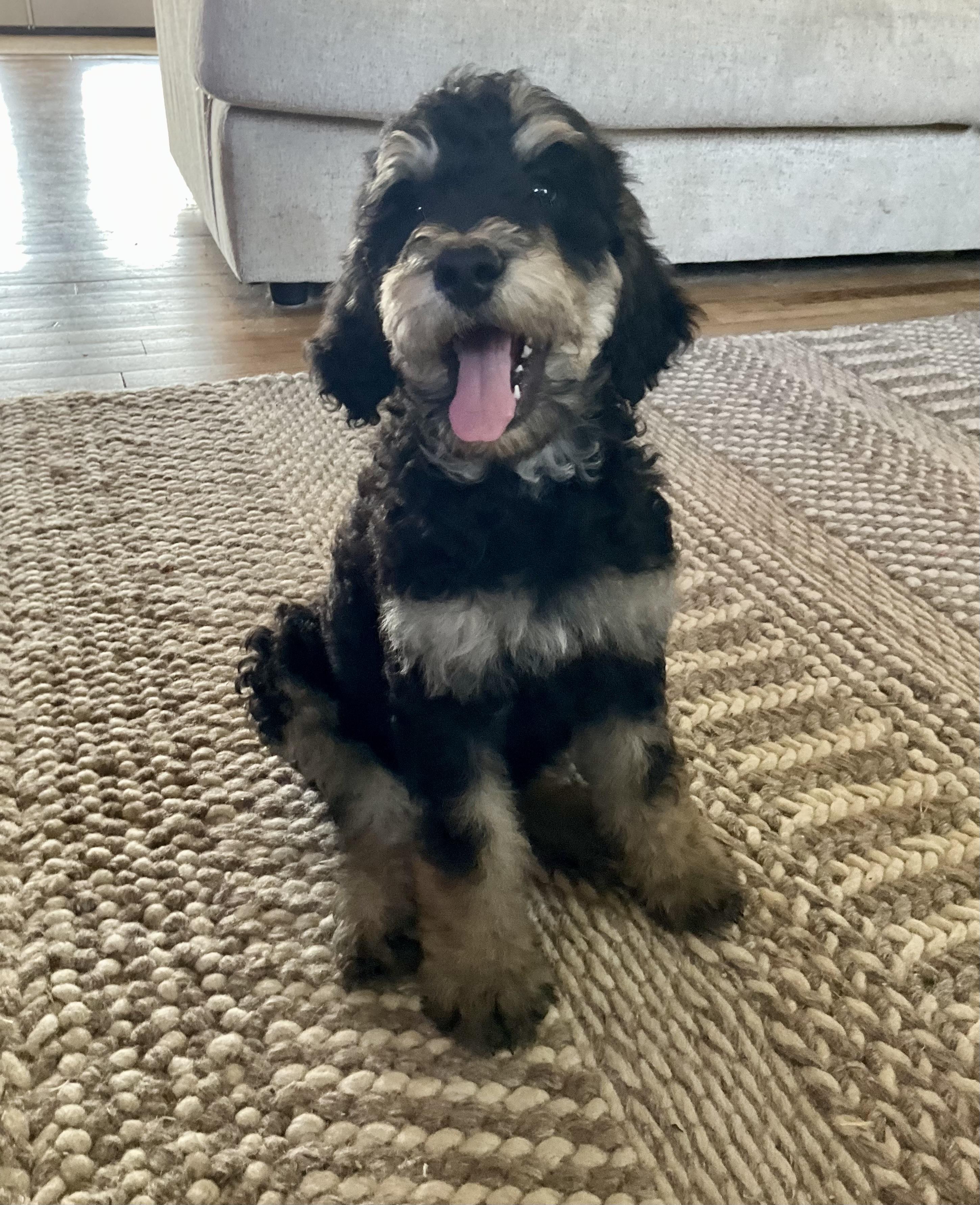 Kitandkboodle's Doodles in Georgia | Bernedoodle, Goldendoodle, Poodle ...