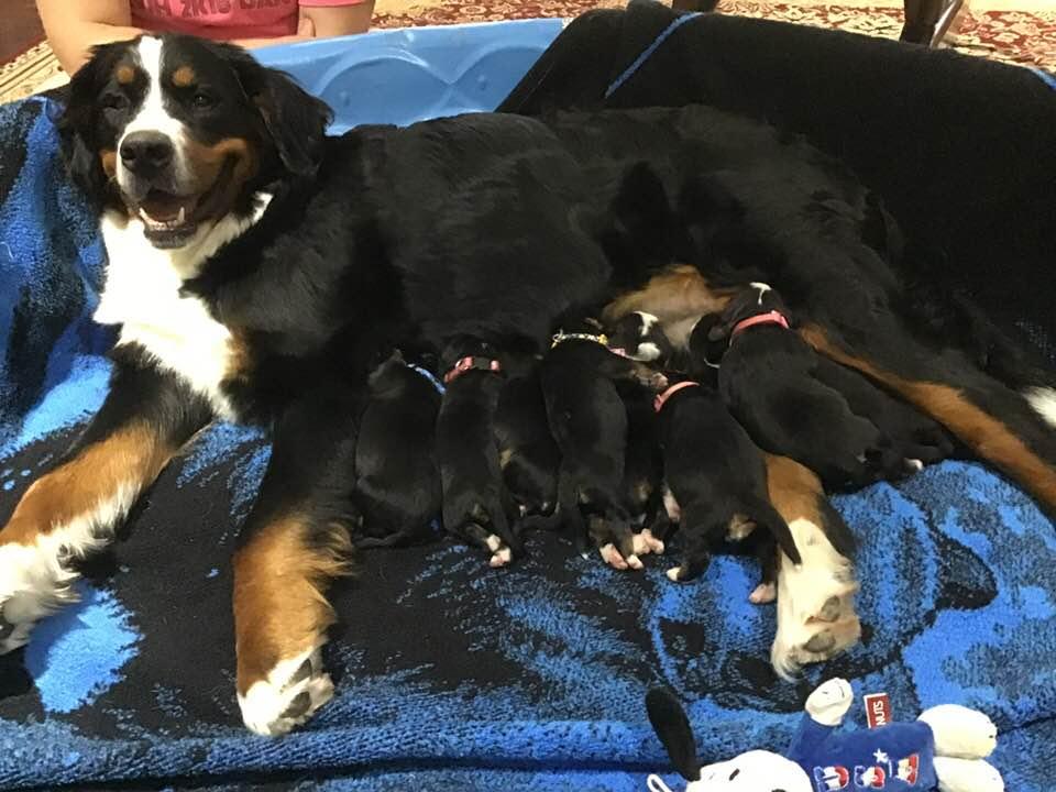 Van Amburgh Family Farm - Bernese Mountain Dogs in Texas | Bernese ...