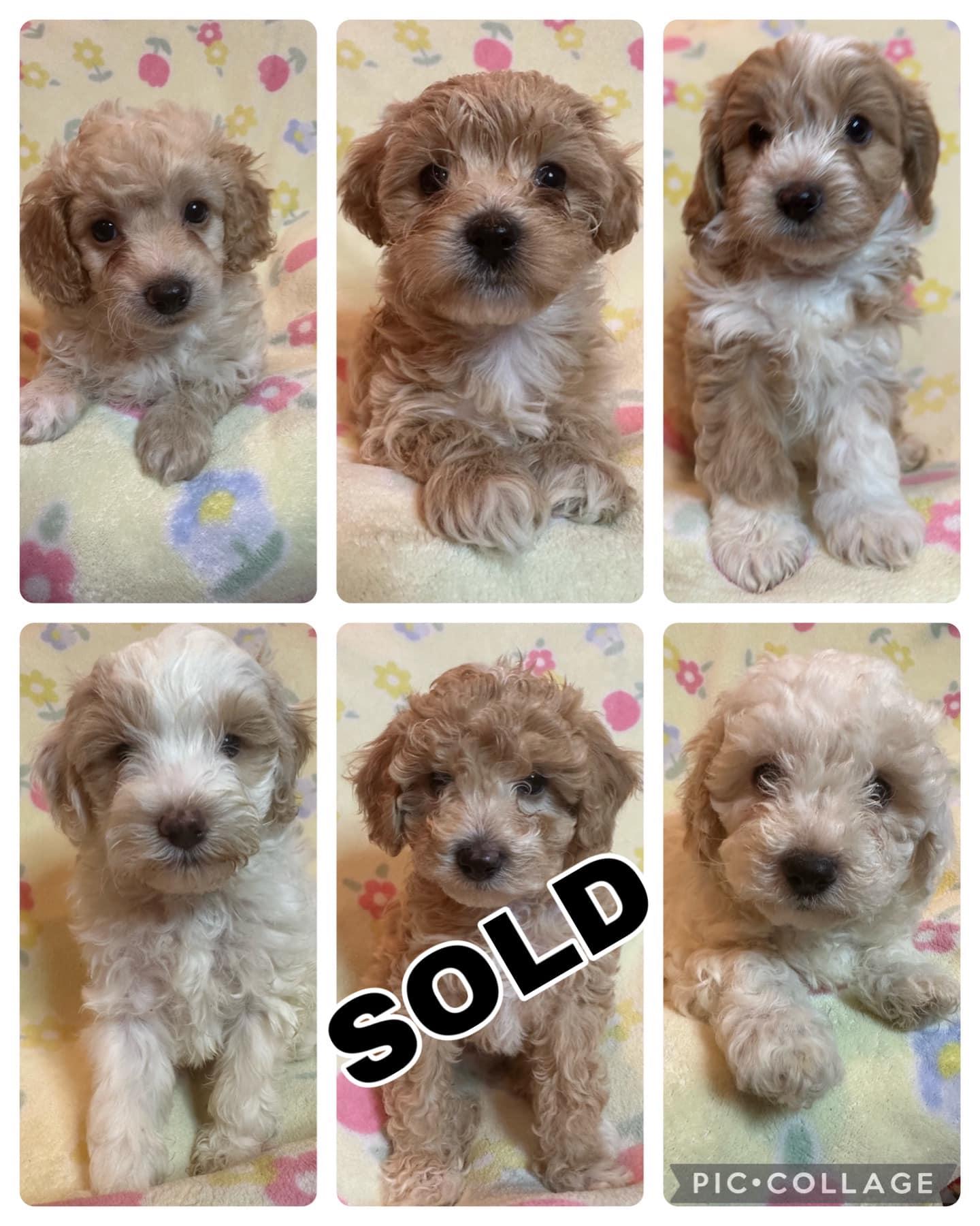 Cocka-Doodle-Poo in Washington | Cavapoo and Maltipoo puppies | Good Dog