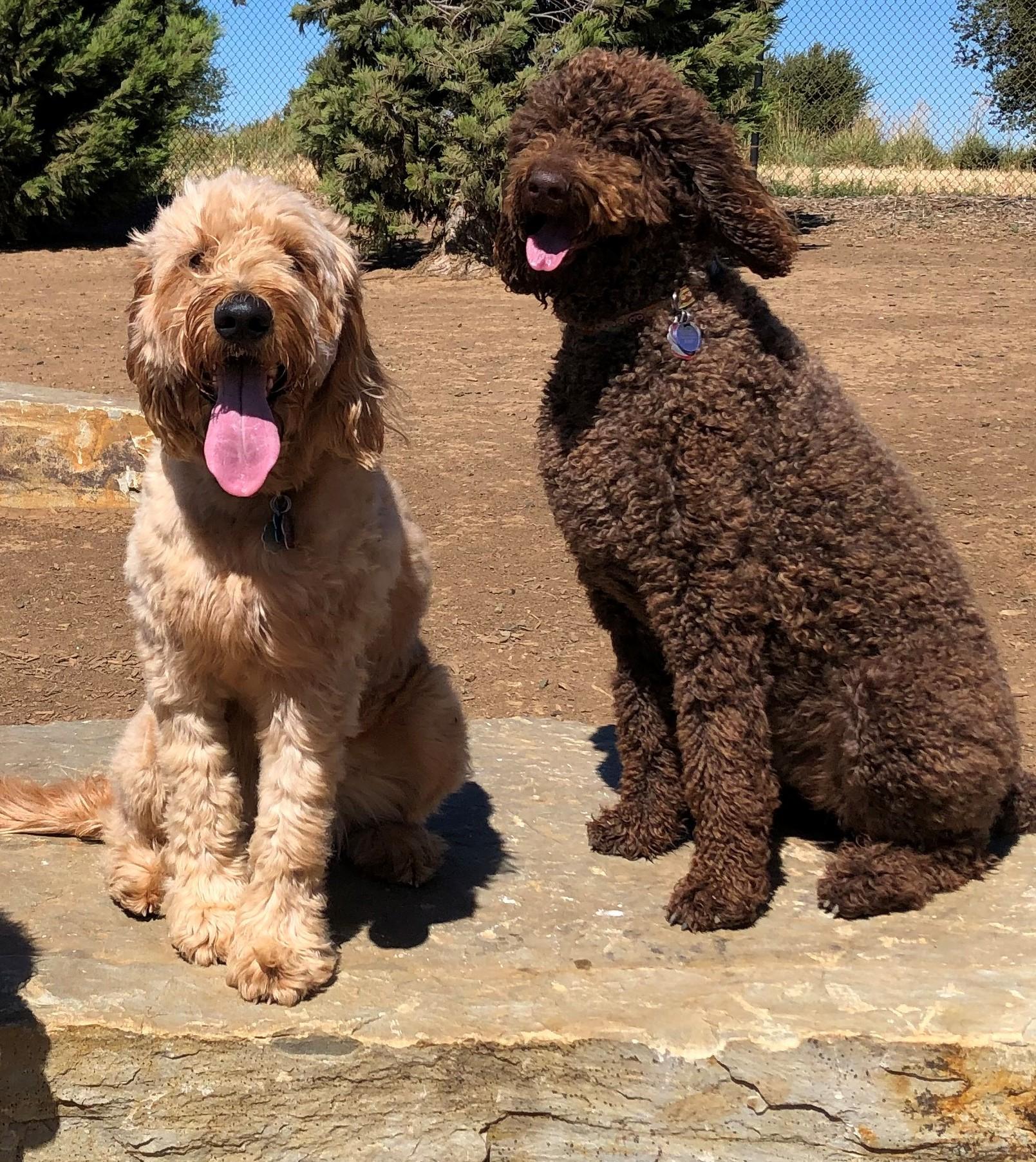Twin Sisters Doodles in California | Goldendoodle, Australian ...