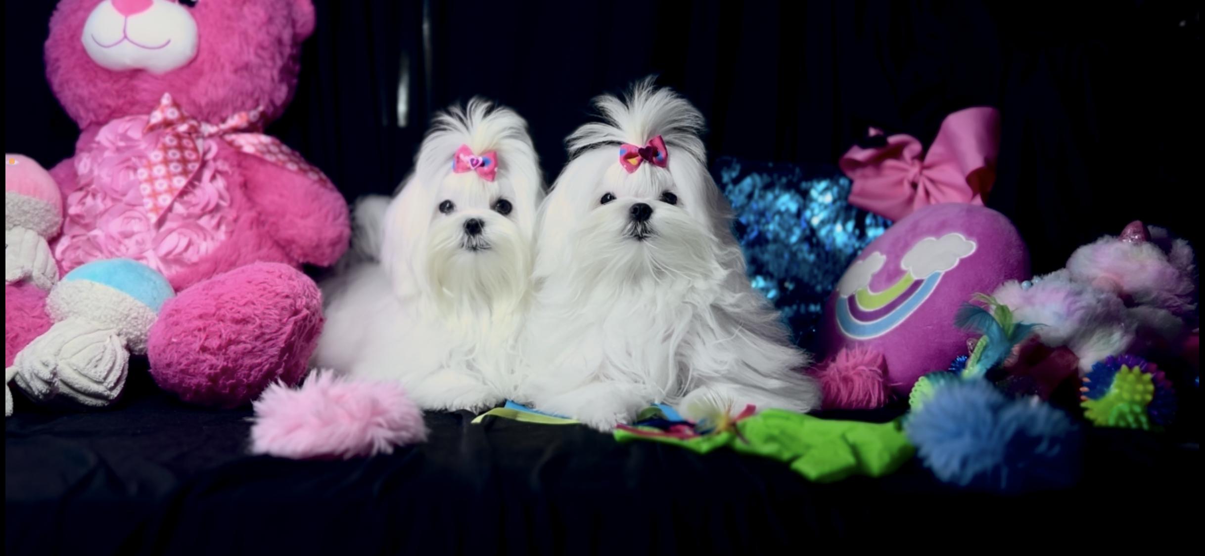Always Maltese in Alabama | Maltese puppies | Good Dog