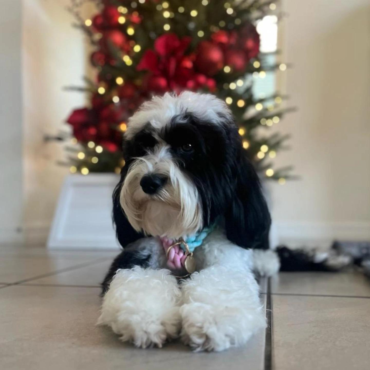 TOP NOTCH PUPS- BERNEDOODLE BREEDER in Florida | Bernedoodle puppies ...
