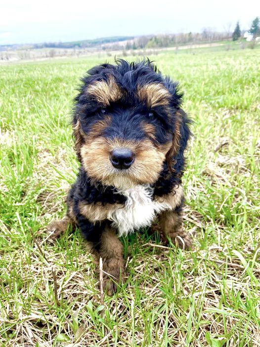 Filipiak Breeders in Wisconsin | Bernedoodle, Cockapoo or German ...