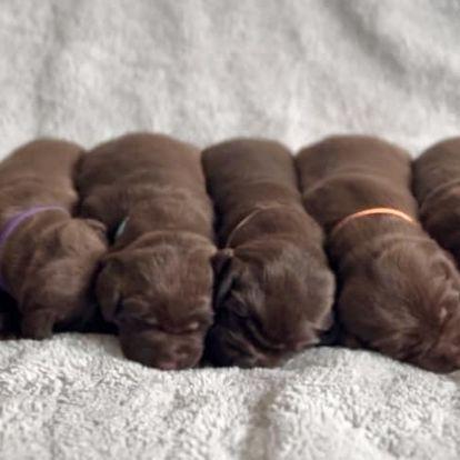 Cedar Ridge Labradors in Minnesota | Labrador Retriever puppies | Good Dog
