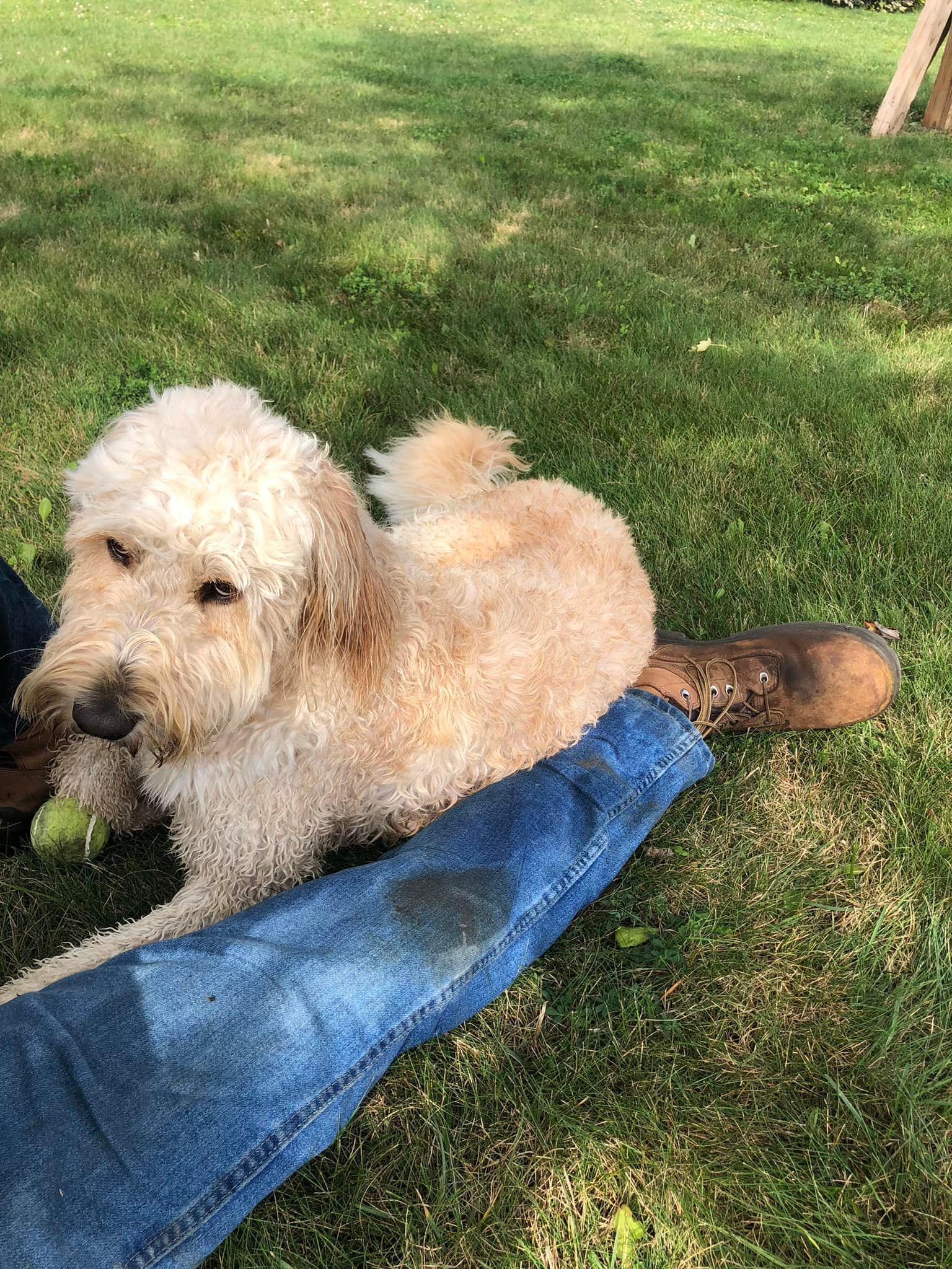 Rains Doodles in Michigan | Goldendoodle puppies | Good Dog
