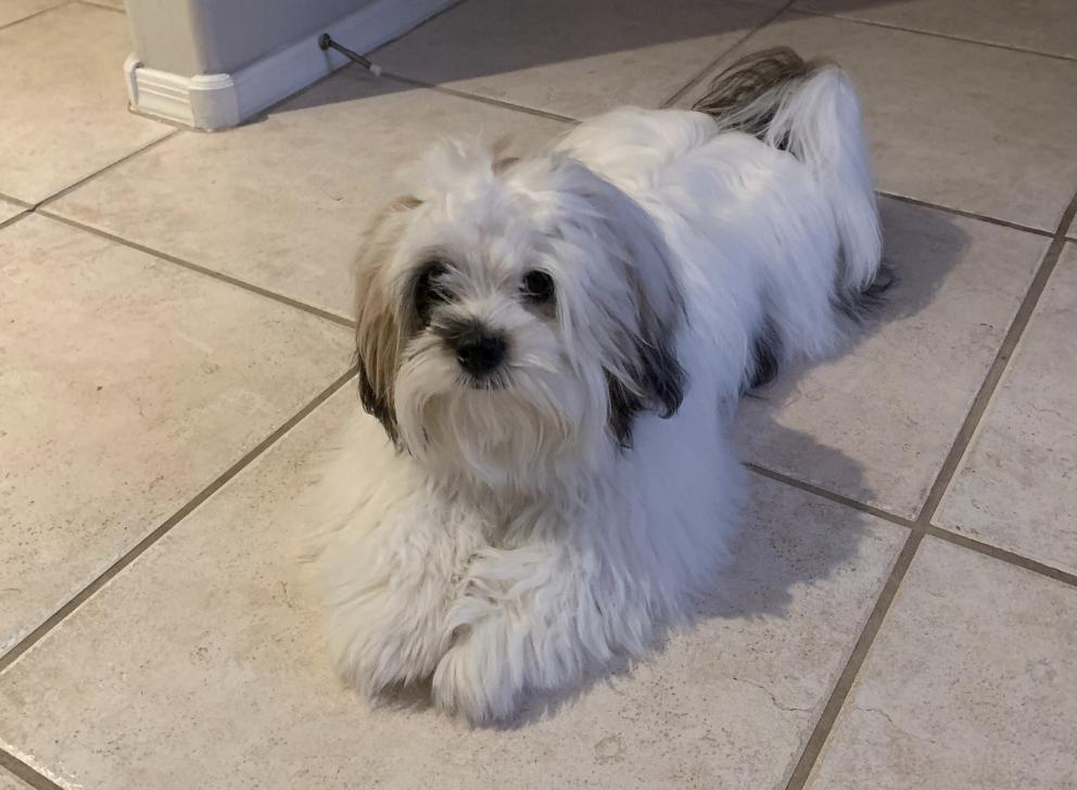 Bella Donna Lhasa Apso's in Arizona | Lhasa Apso puppies | Good Dog