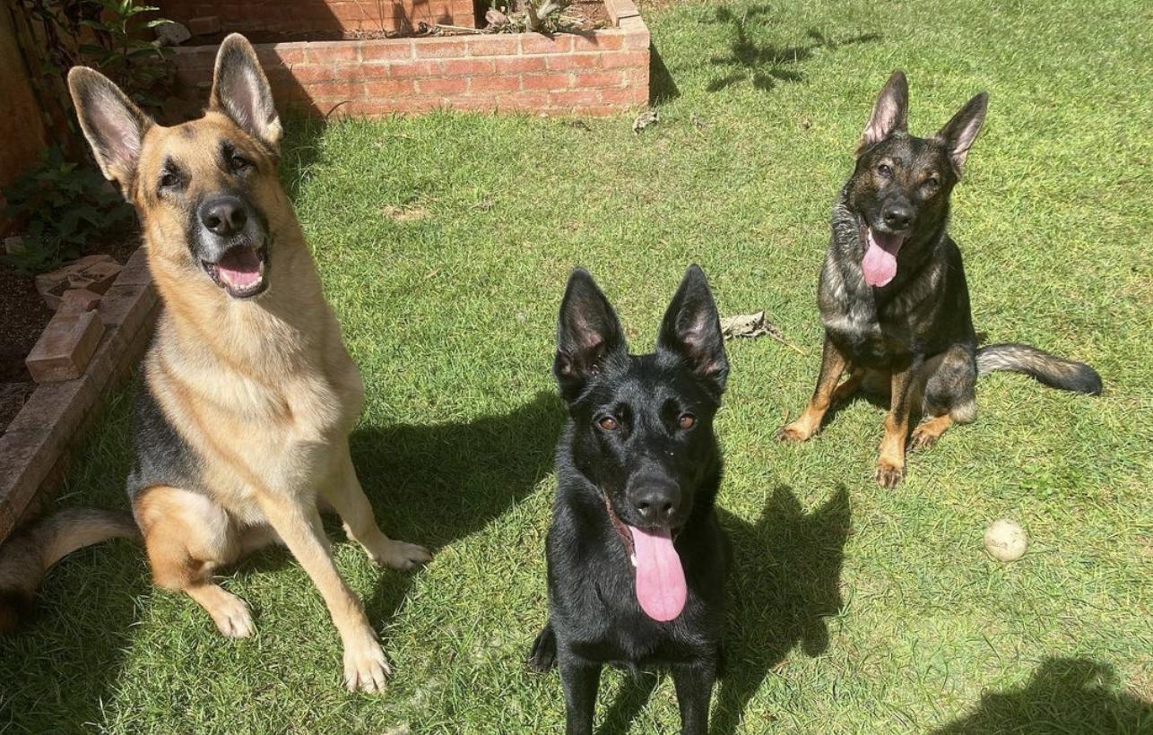 Island Shepherds in Hawaii | German Shepherd puppies | Good Dog