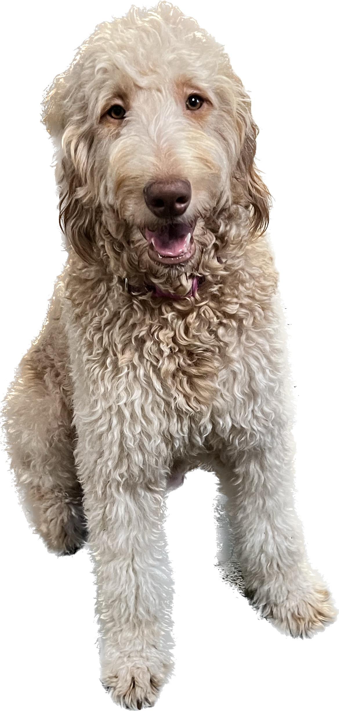 Sweet Canaan Farm - Doodles in Tennessee | Goldendoodle and ...