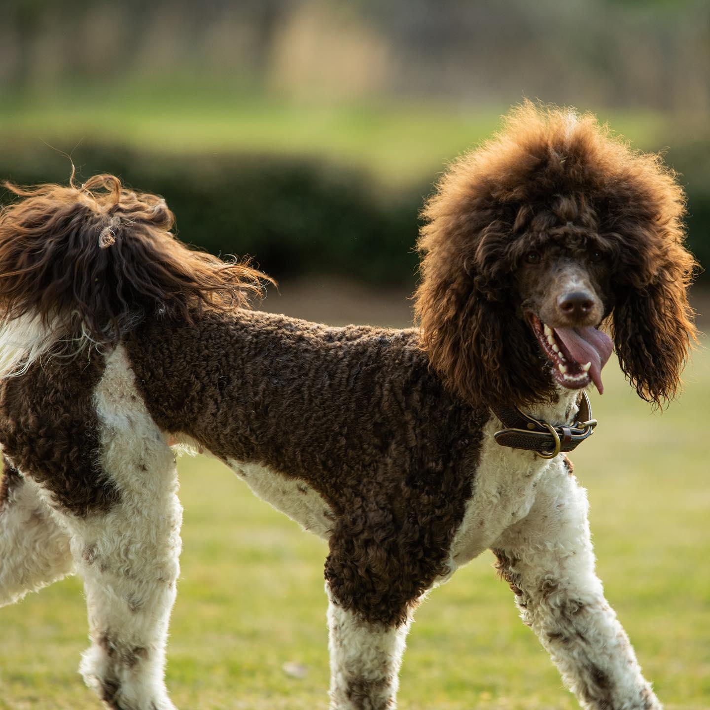 Leo’s Doghouse in Georgia | Poodle puppies | Good Dog