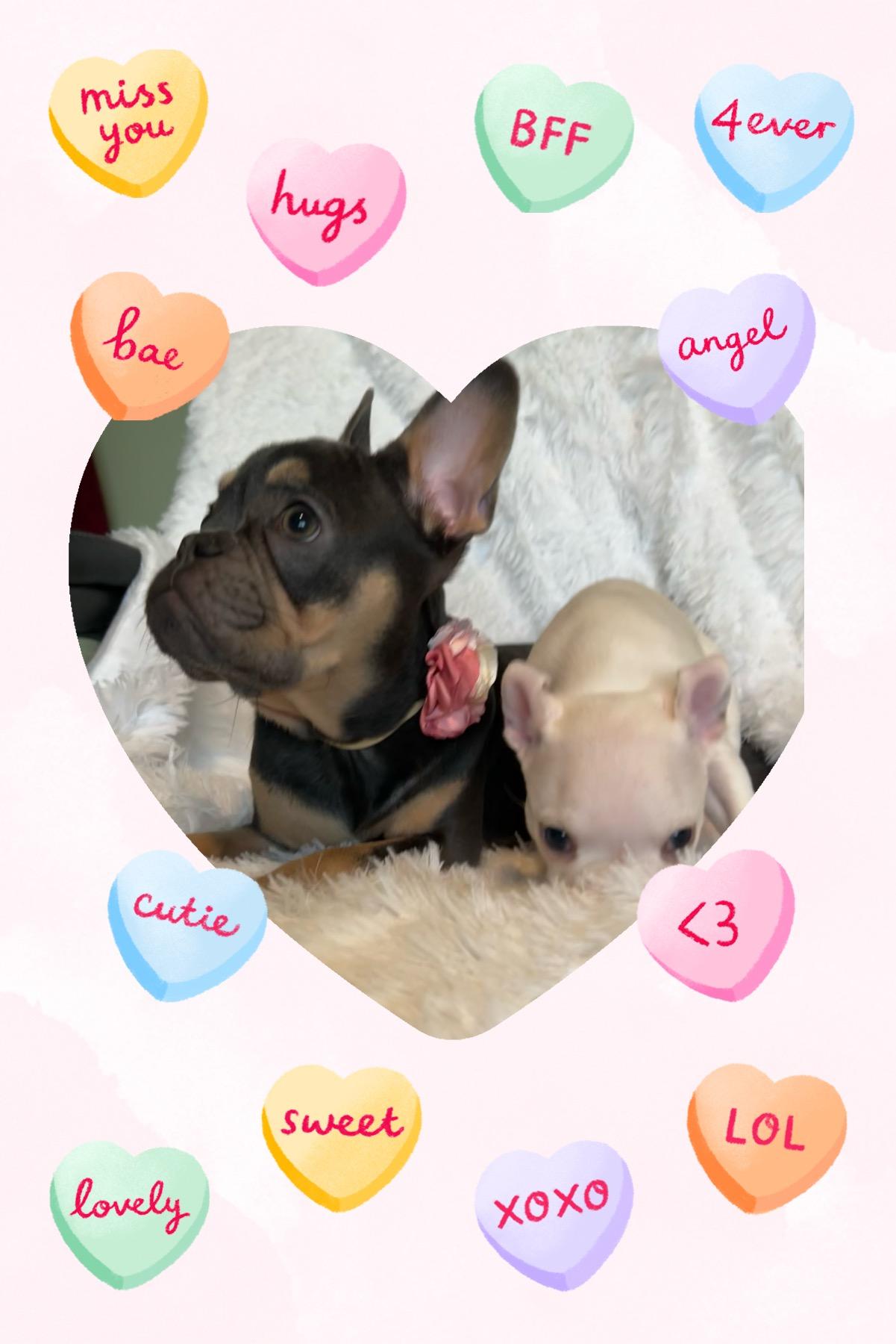 Angie's Little Bostons And Frenchies in Indiana | Boston Terrier ...
