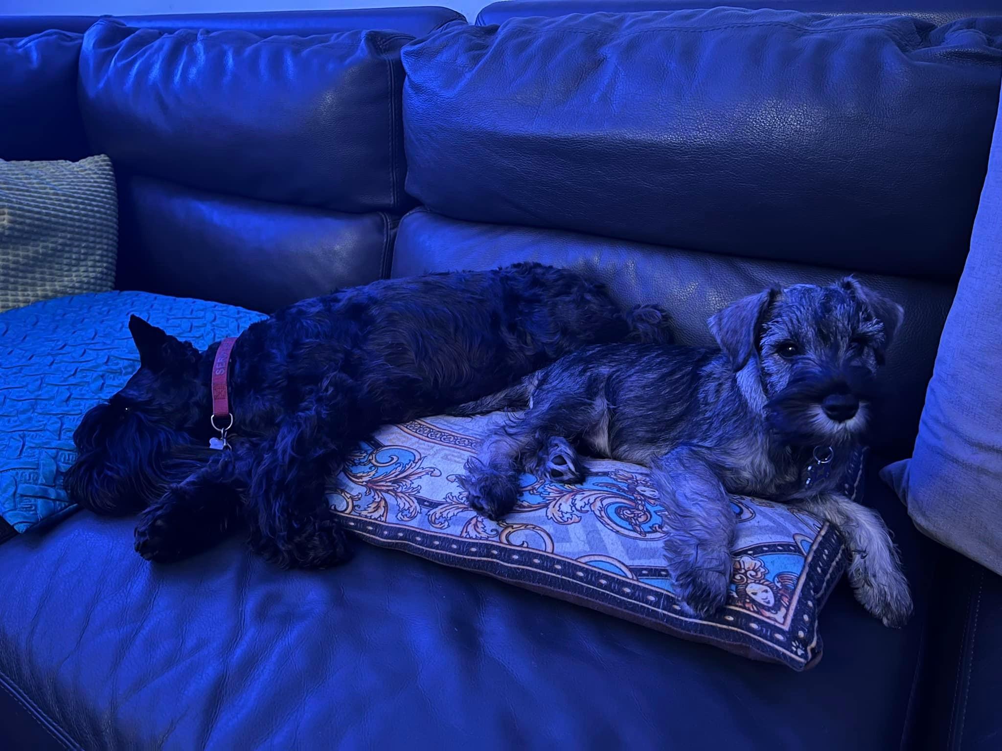 Westchester Miniature Schnauzer in New York | Miniature Schnauzer ...