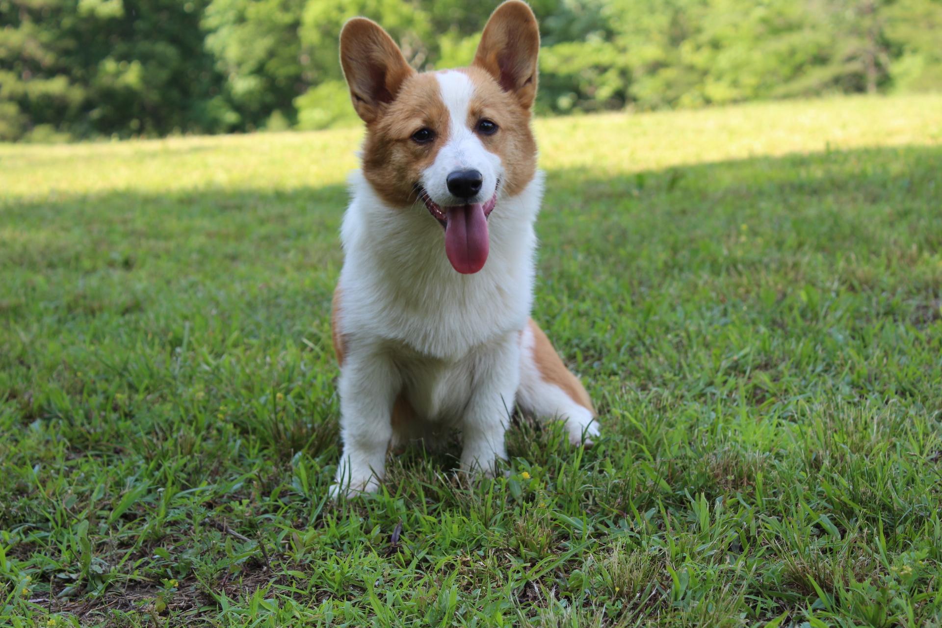 Brumblow’s Kennel in Alabama | Pembroke Welsh Corgi puppies | Good Dog