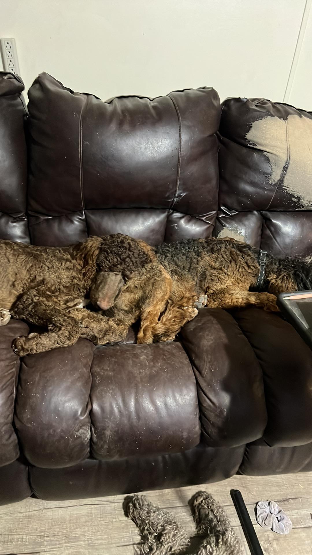 Shellie’s Poodle Patch in Missouri | Poodle puppies | Good Dog