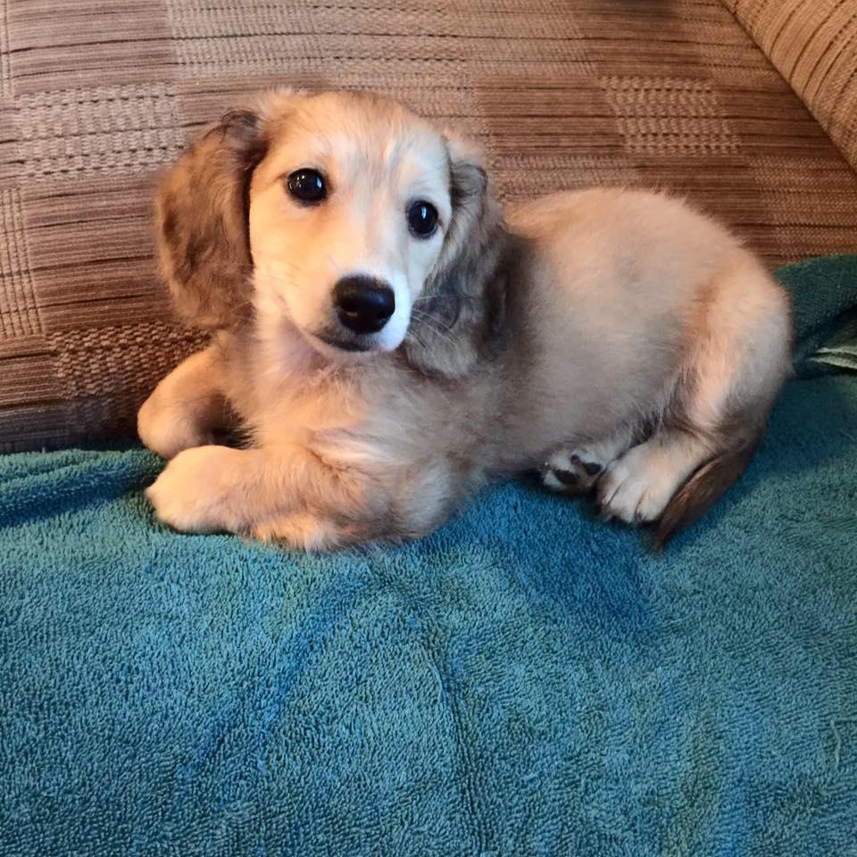 Susan's Dachshunds in Kansas | Dachshund puppies | Good Dog