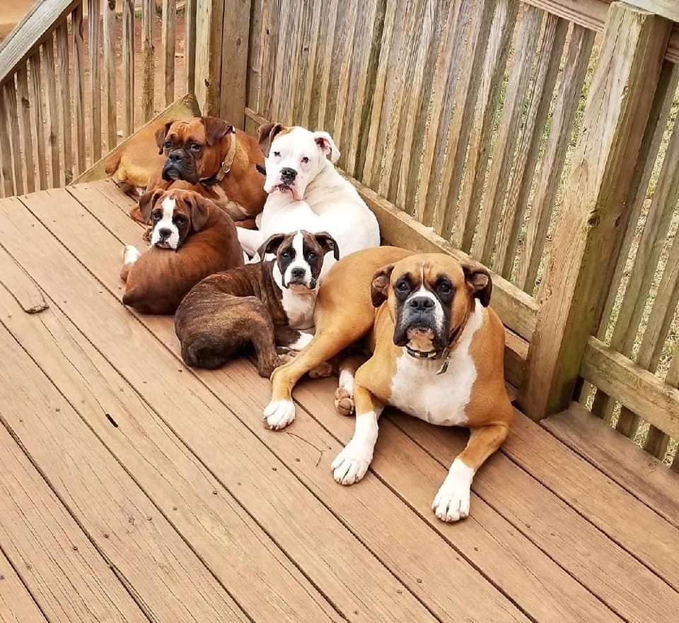 Olde Mill Town Boxers in South Carolina | Boxer puppies | Good Dog