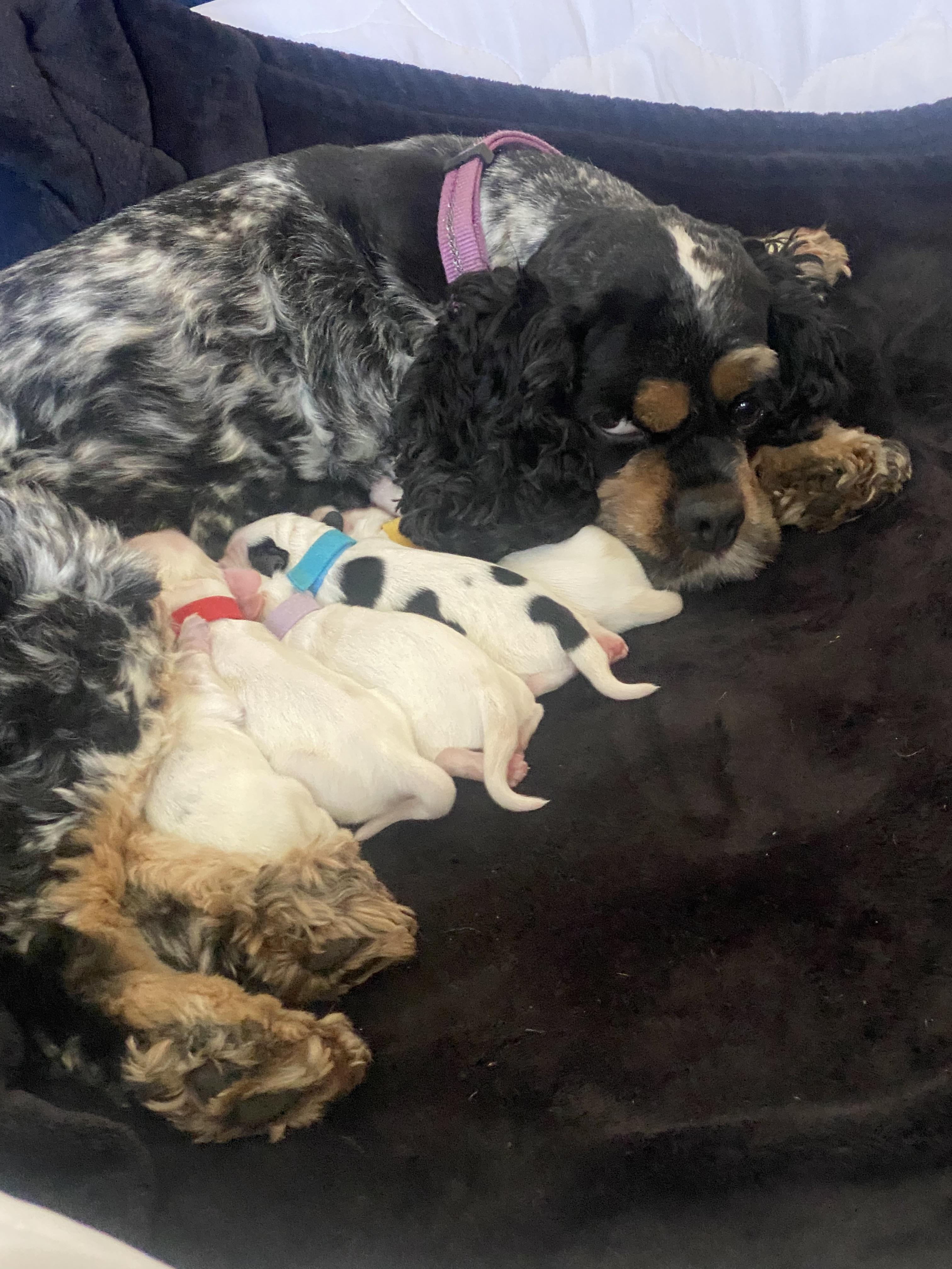 Lady K Cocker Spaniels in West Virginia | Cocker Spaniel puppies | Good Dog
