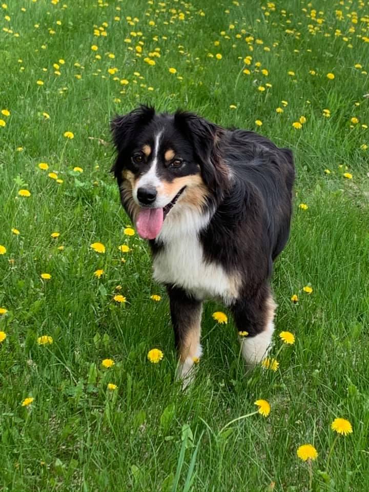 Auspicious Australian Shepherds in Minnesota | Australian Shepherd ...