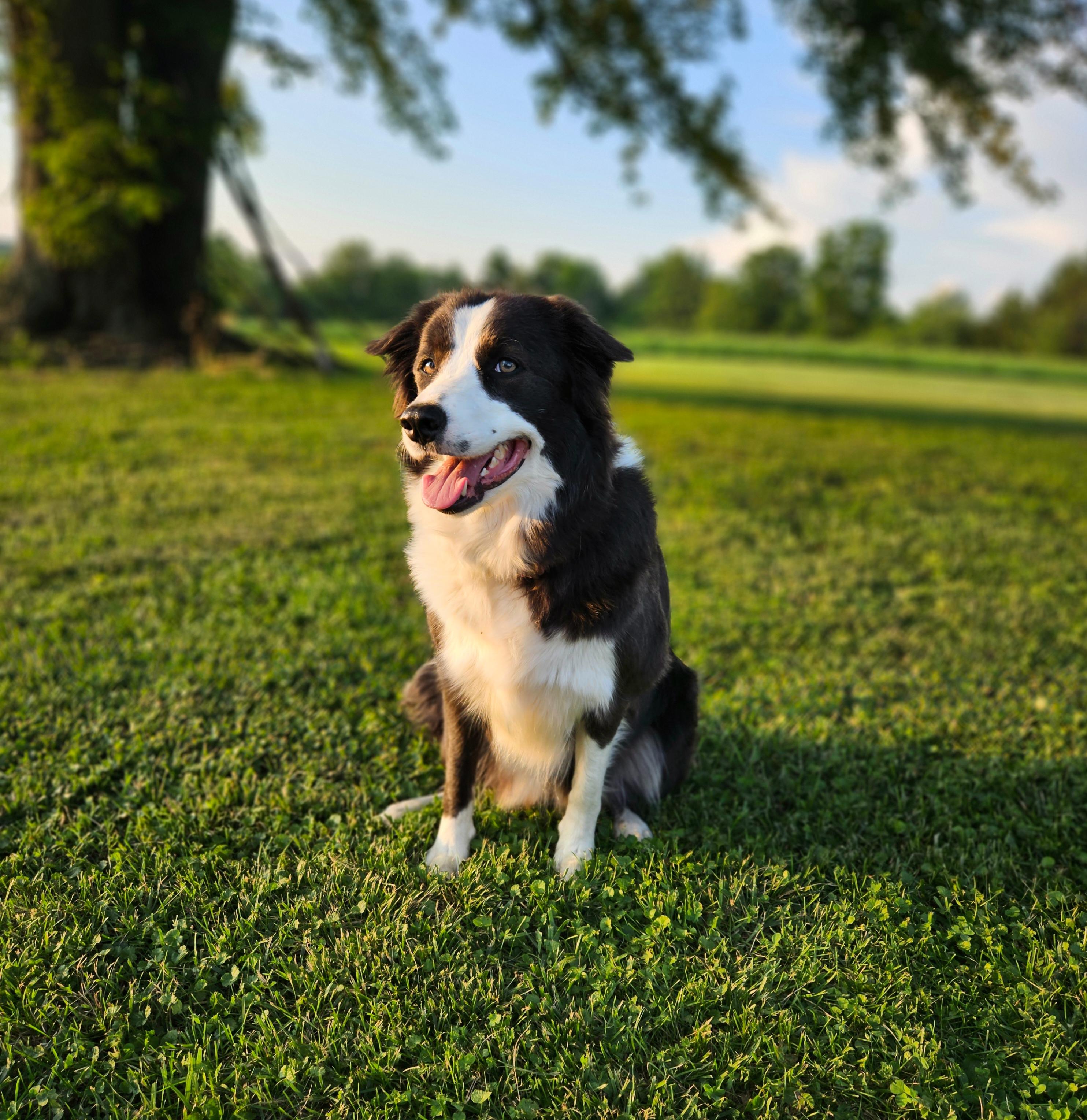 Sandstone Ridge Kennels in Ohio | Border Collie puppies | Good Dog