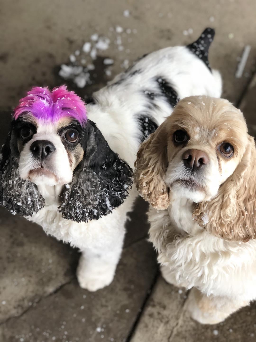 Gypsyrose Cockers in Pennsylvania | Cocker Spaniel puppies | Good Dog