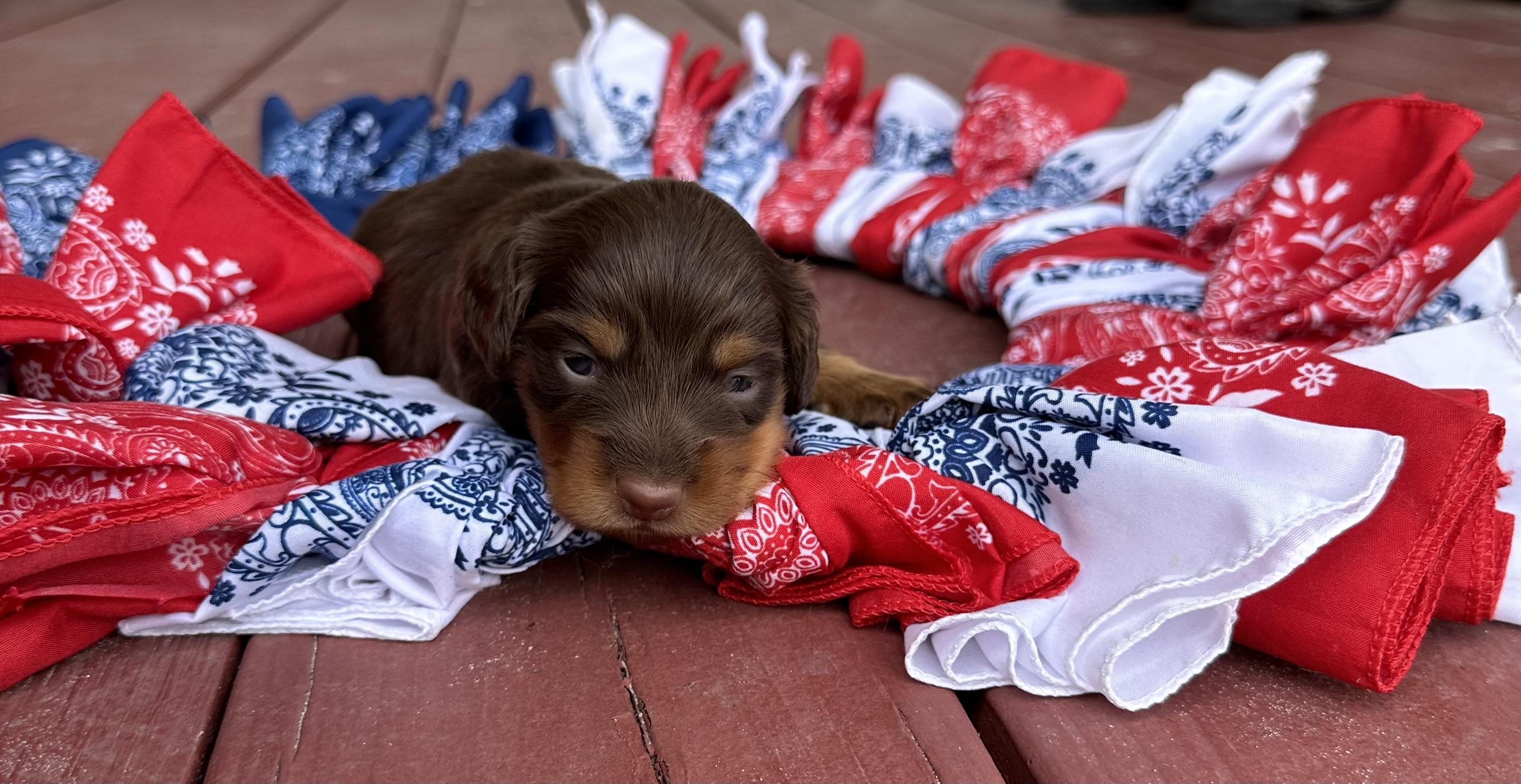 Johnson’s Weiner Farm in Florida | Dachshund puppies | Good Dog